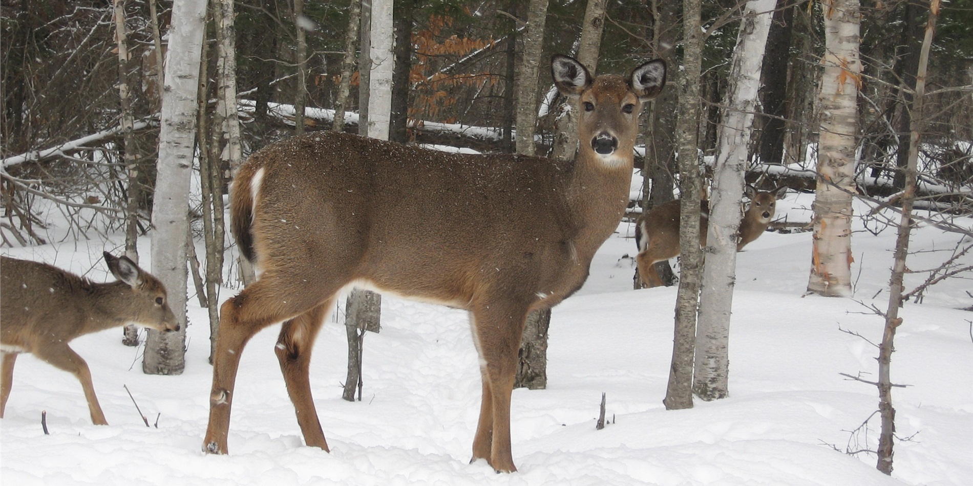 AMÉNAGEMENT FORÊT-FAUNE | Lära LMS